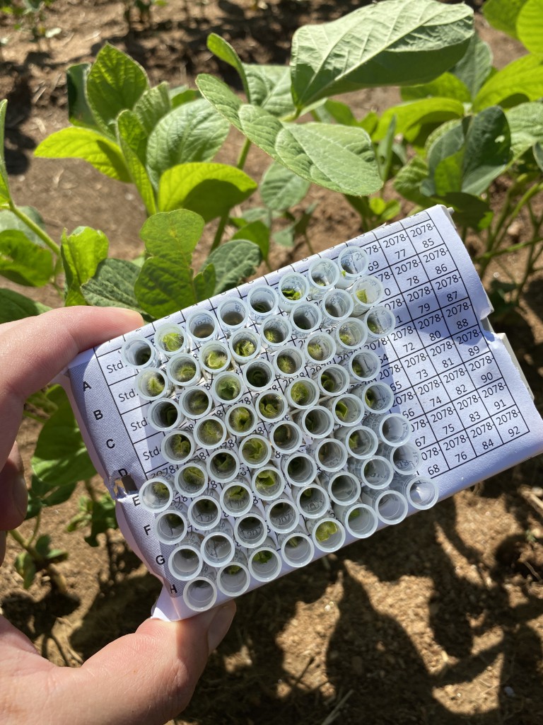 Photo Album 2020 | UGA Soybean Breeding and Genetics Laboratory